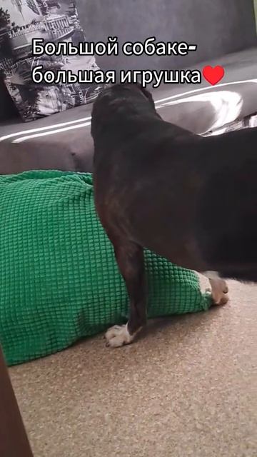 Большой собаке - большая игрушка! Любимка моя смешная♥️💋