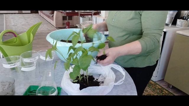 Жизнь на пенсии. Мои первые посадки.Вороны испортили теплицу.