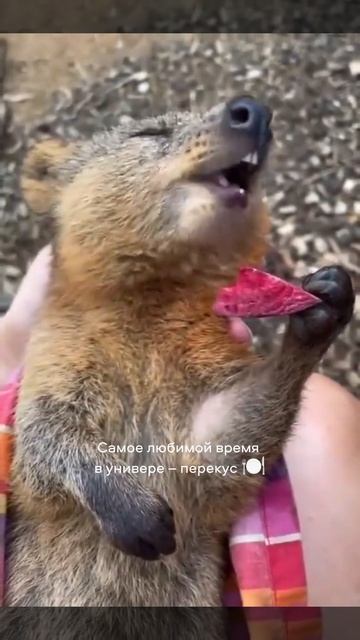 Эти прекрасные 15 минут между парами