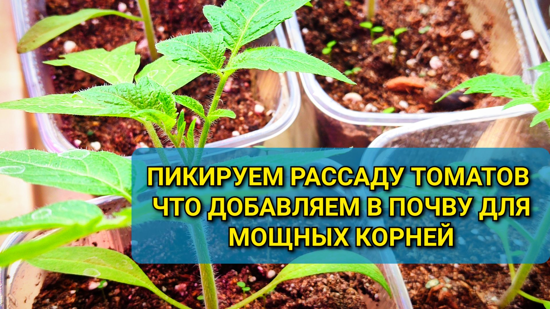 Вот почему рассада ТОМАТОВ будет крепкой ТОЛЬКО при правильной посадке и ПЛОДОРОДНОЙ почве 🍅🌱