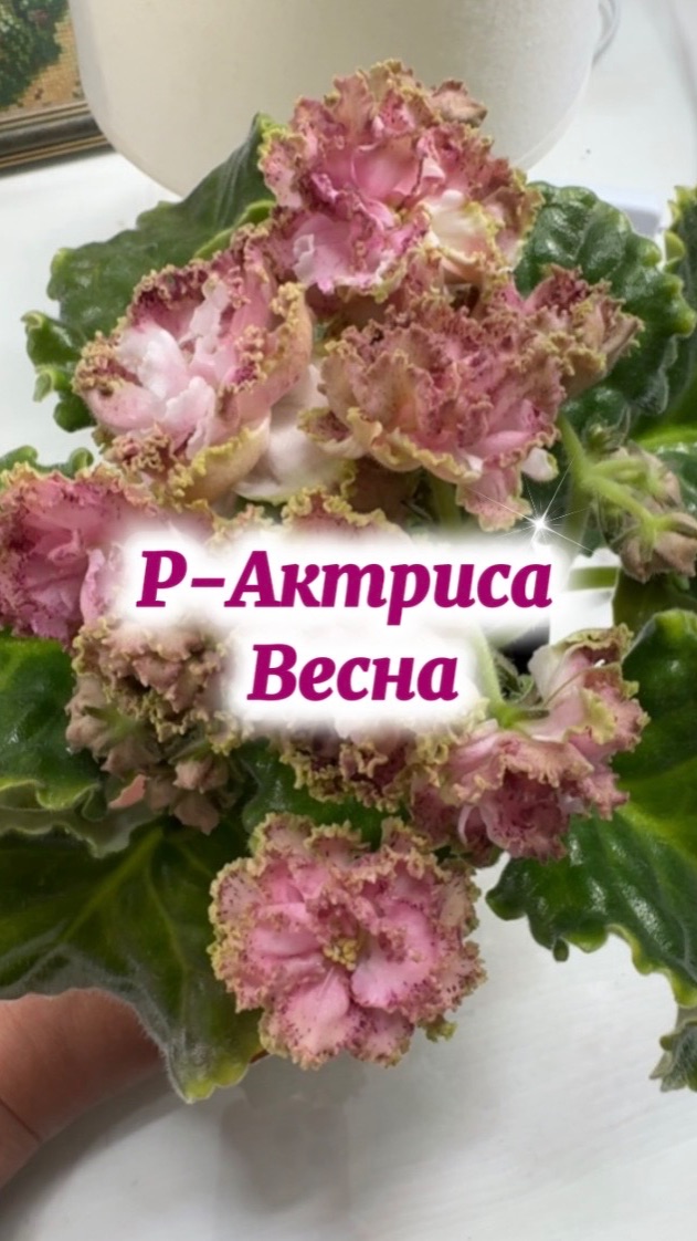Р-Актриса Весна