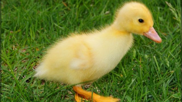 MFT duck showcase