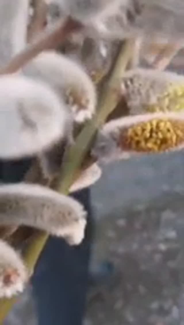 Традиция нашей семьи в Вербное Воскресенье 2025