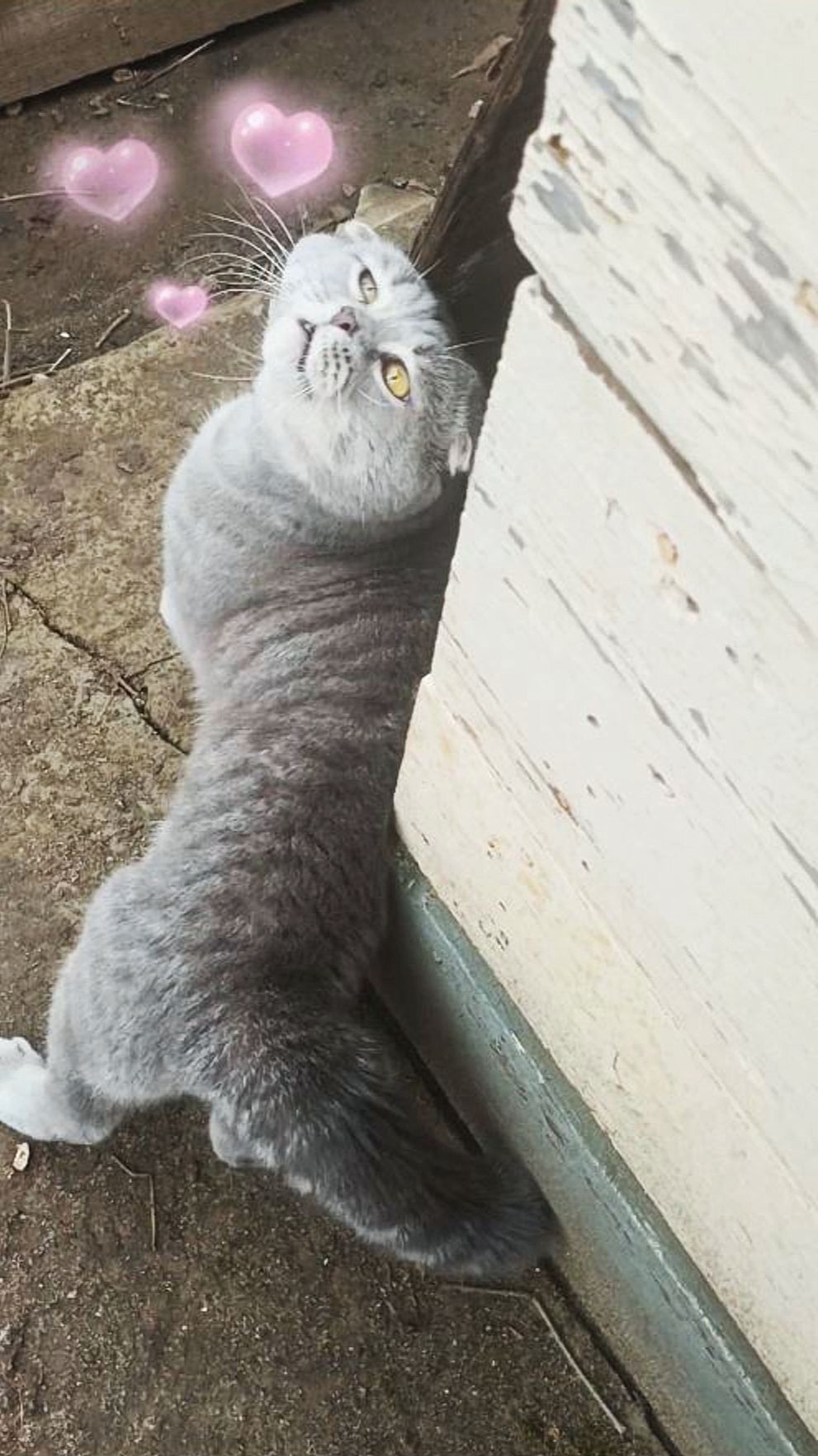 Хозяин пришел. 29.03.2026