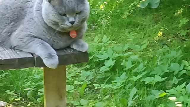 Эх хорошо летом на участке  2 часть