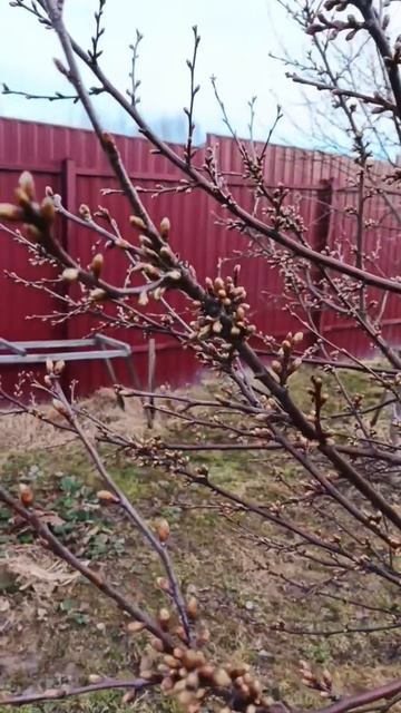 Альфушка наблюдает❤️❓