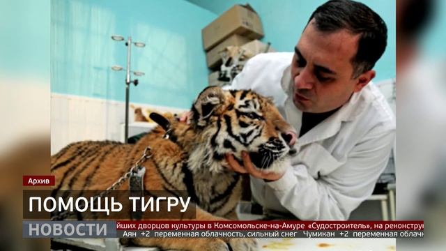 Помощь тигру. Новости. 01/04/2026. GuberniaTV