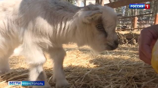 В «Ноевом Ковчеге» пополнение: на эко-ферме появились ангорские козлята