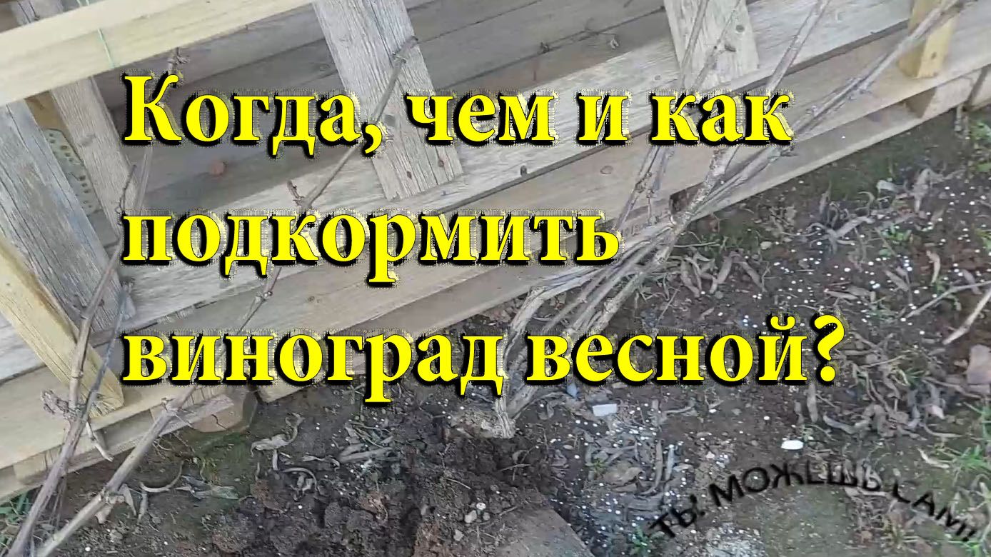 Весенняя подкормка винограда