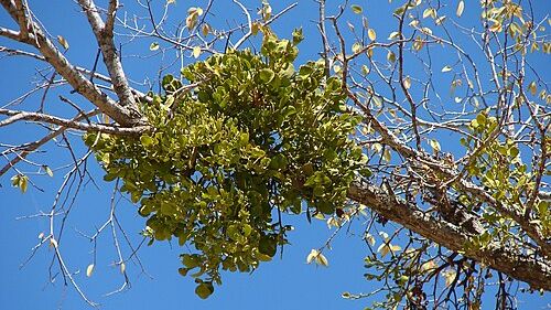 ОМЕЛА БЕЛАЯ ПОЛЕЗНЫЙ ПАРАЗИТ #растения #природа