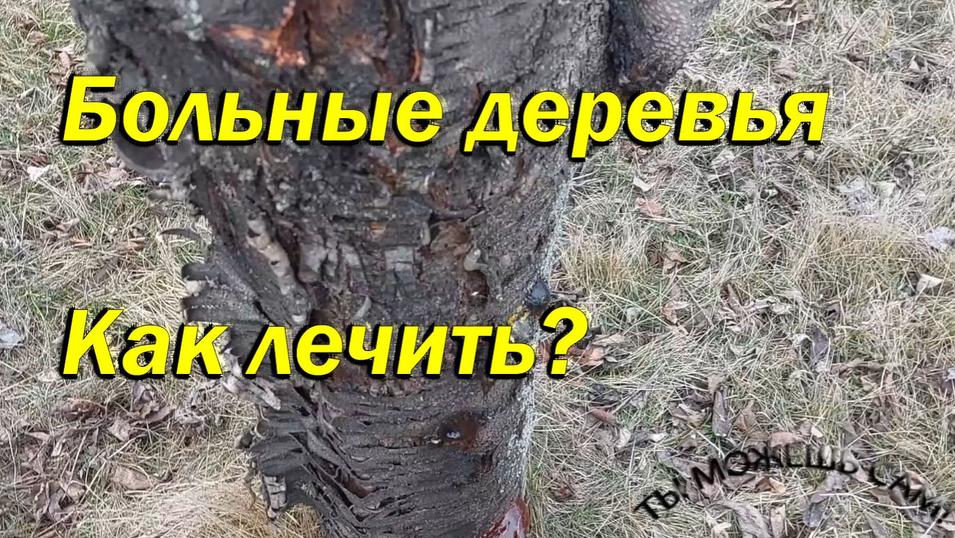 Больные деревья, поврежденная кора и лишайник. Как лечить