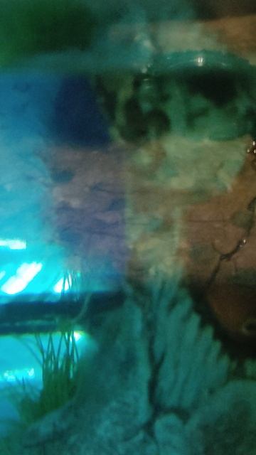 Маня наблюдает из засады сидя в карантине