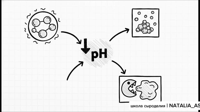 УРОК 11. ЗАКВАСКИ — ЧТО ОНИ РЕАЛЬНО ДЕЛАЮТ