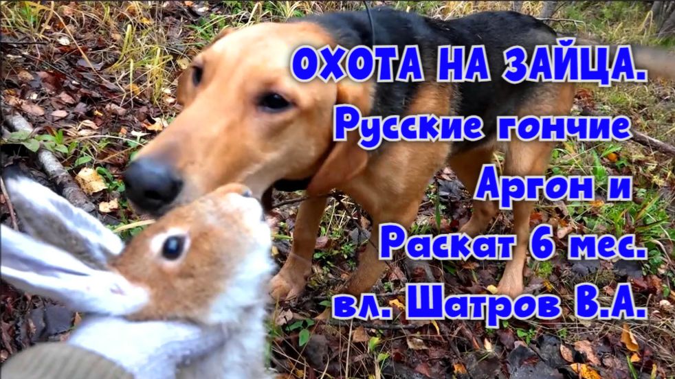 ОХОТА НА ЗАЙЦА .Русские гончие Аргон и Раскат 6 мес. вл. Шатров В.А.#охотасгончей #топ #hunting