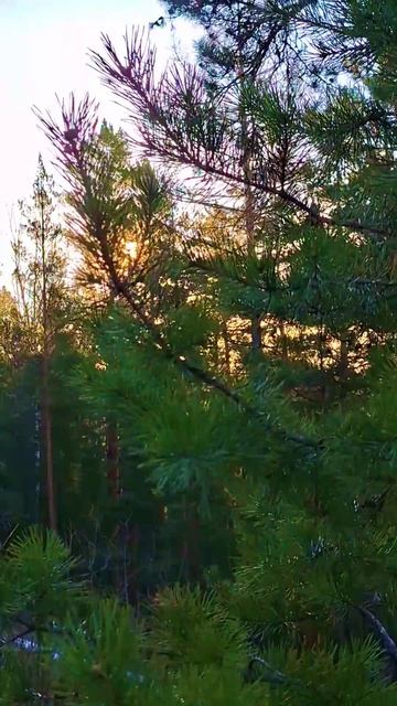 💖Дар замечать чудеса вокруг