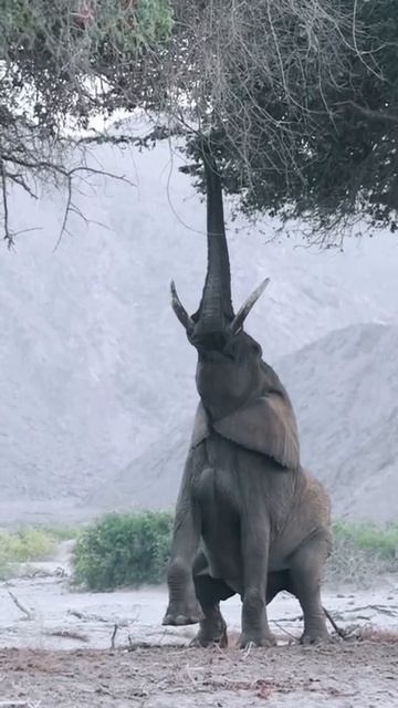 Хобот слонов крайне подвижный. С помощью него животное дышит, нюхает, издаёт громкие звуки, добывает