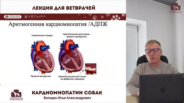 Кардиомиопатии собак. Нюансы диагностики и терапевтические подходы.
