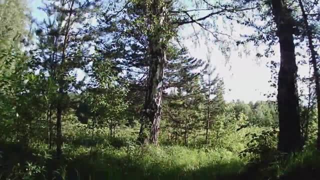 Ищем пихту. Находим калган.