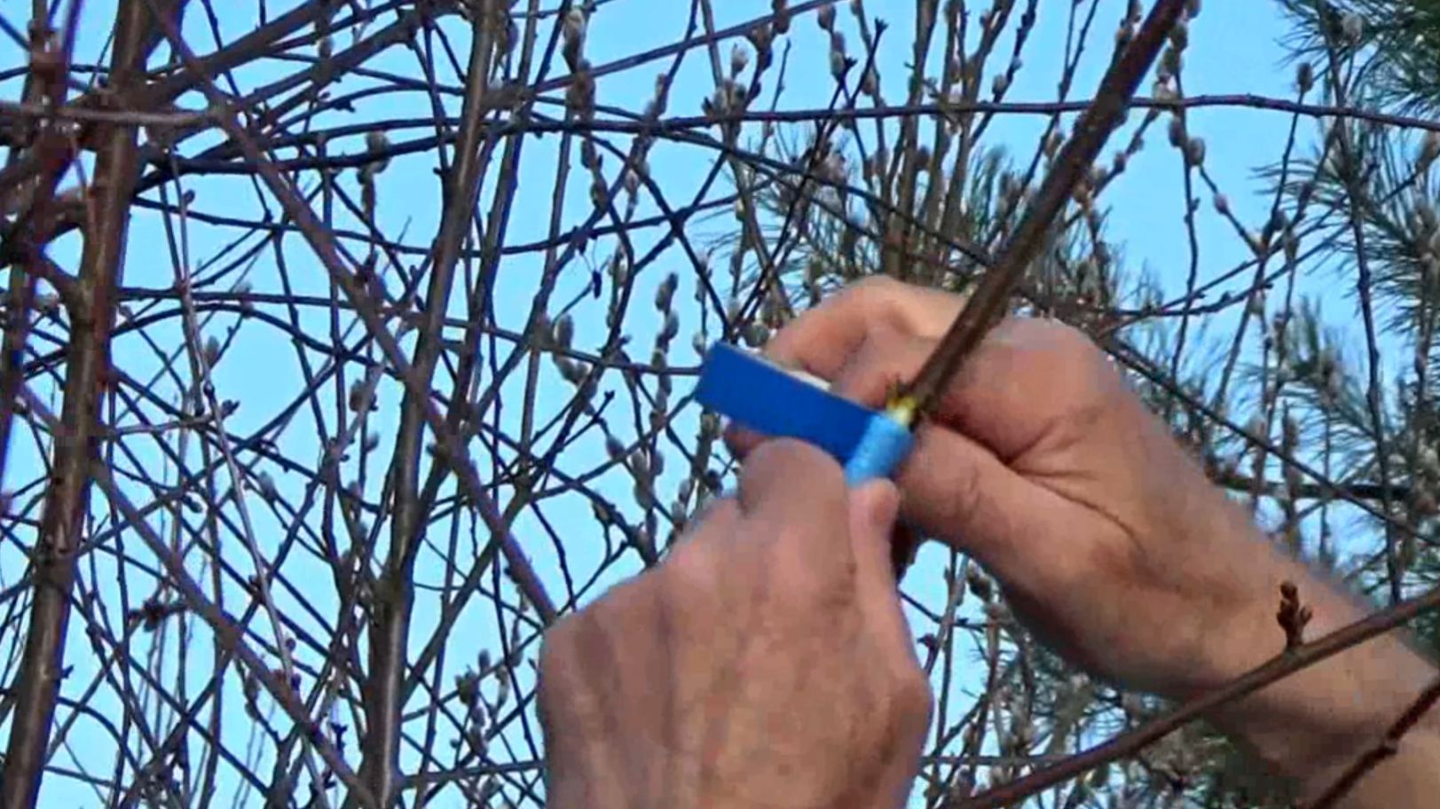 Прививка черешни на вишню