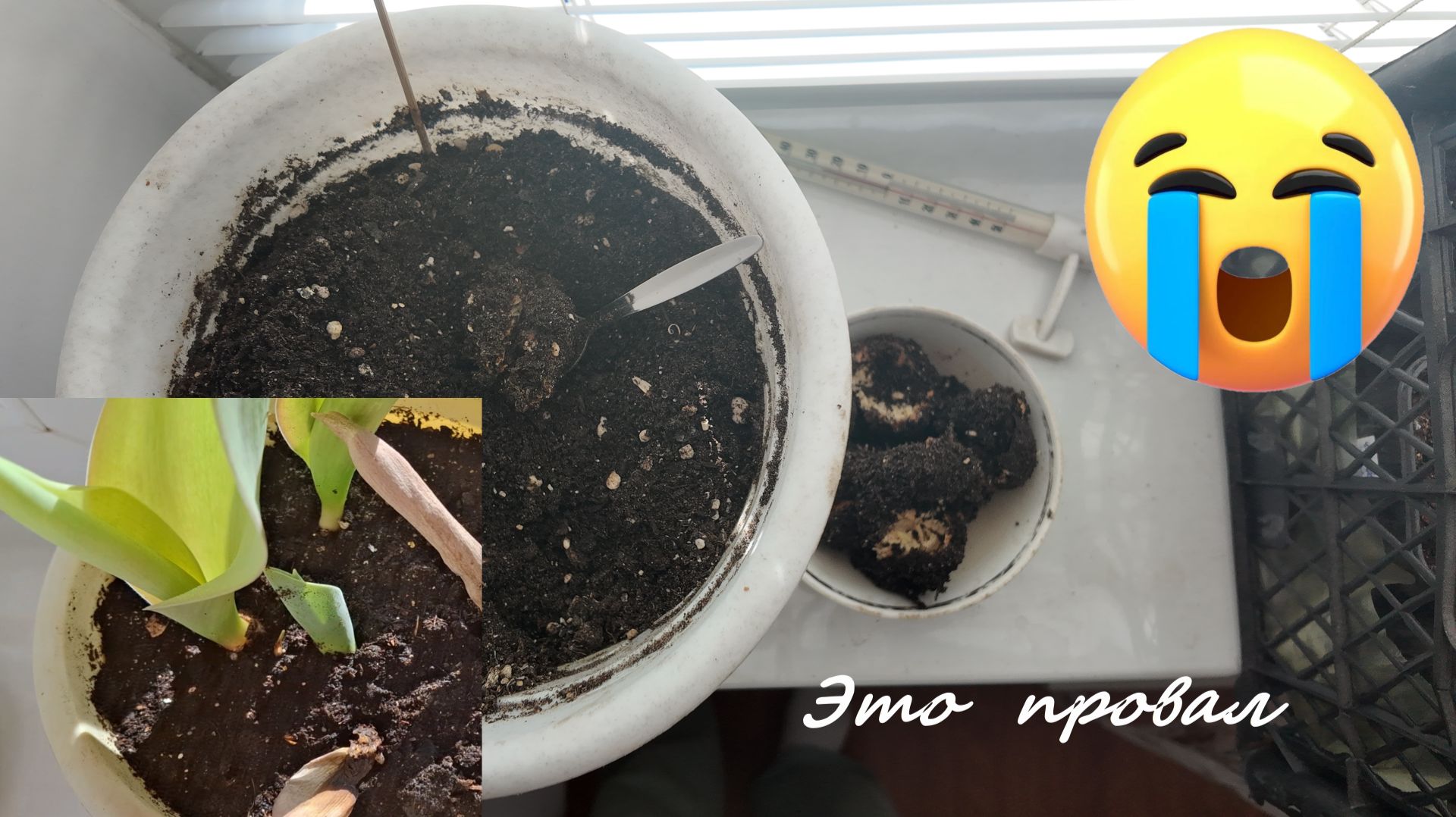 Тюльпаны, выращенные в квартире. Почему так вышло. Эксперимент закончился.