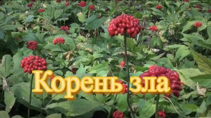 Корень зла