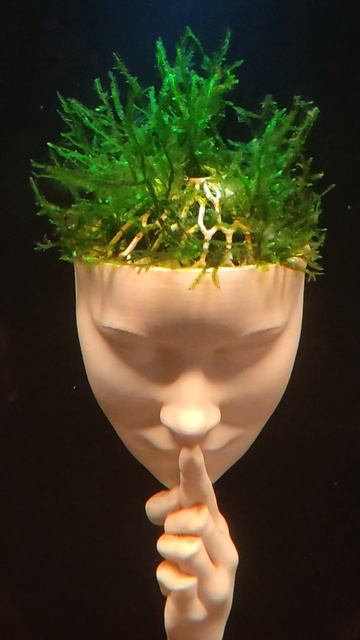 Мох Тамарассер