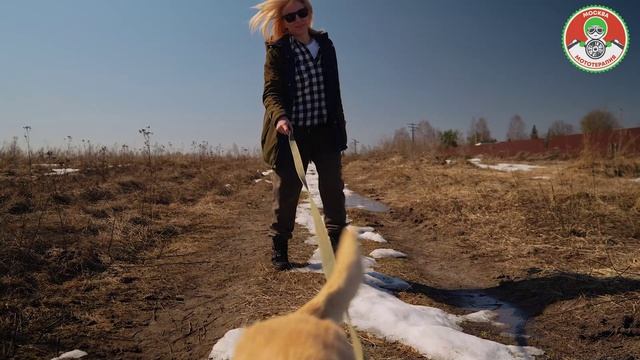 29.03.26 Выезд Мототерапии к собакам