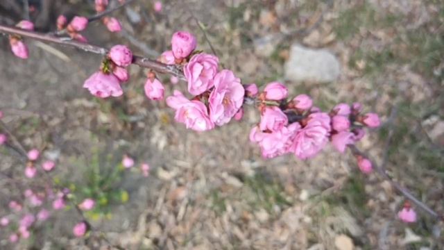 САКУРА. ОСОБЕННЫЕ ДНИ