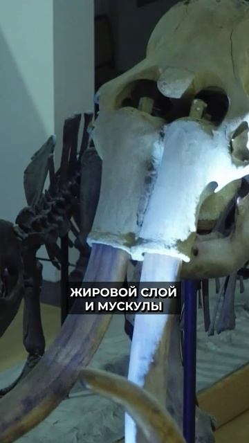 😳 Могли ли люди охотиться на мамонтов