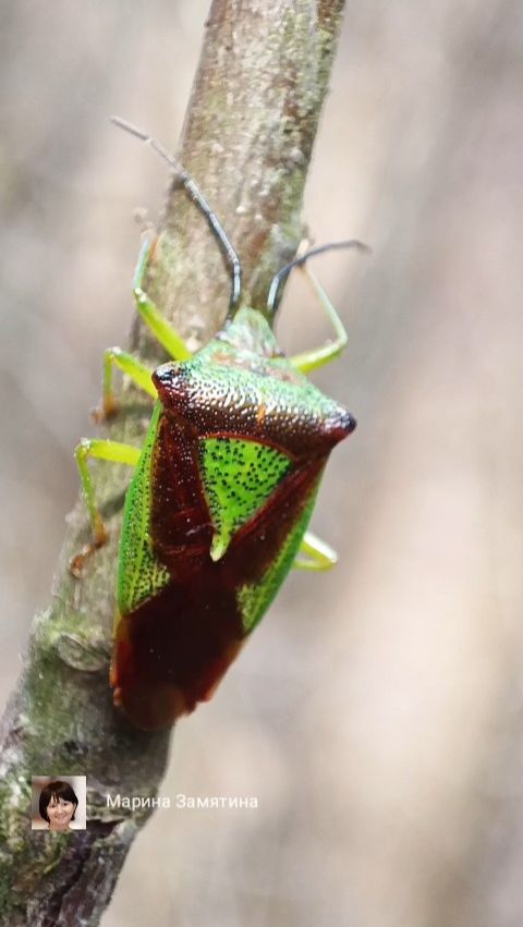 Весеннее настроение.