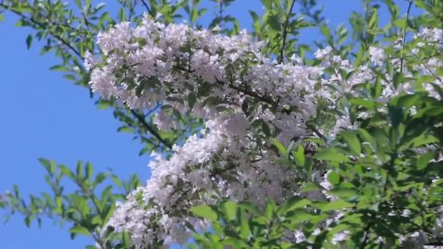 Самые завораживающие цветы в HD — природа, которую стоит увидеть 💐