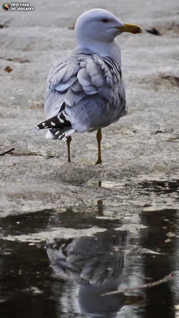 Серебристая чайка чистят перья. Ленинградский зоопарк