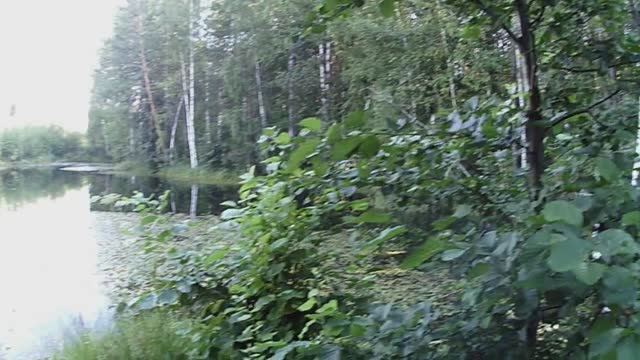 Собираем кипрей.