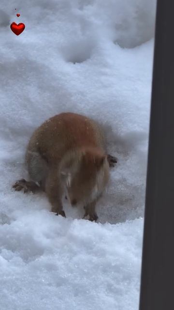 Белочка пришла.😻Веселые котики. Коты хулиганы! Невероятные трюки! #кот #хулиган #трюк #смех #short