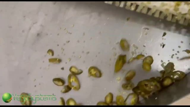 Нарезка слайсом перца халапеньо промышленной овощерезкой Вега/Vega Belt Cutter Gilo 1000