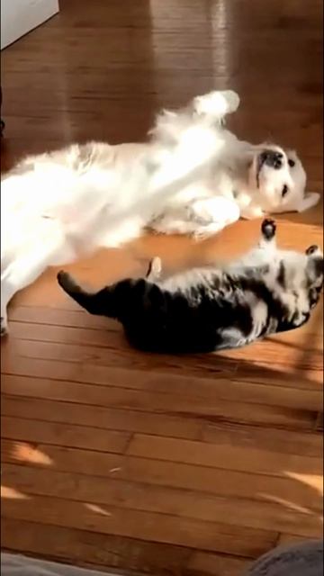 Футаж СОБАКА И КОШКА № 522