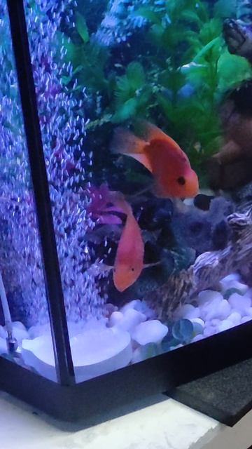 Катаются на пузырьках