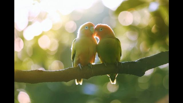 Спокойная музыка для сна - пение птиц