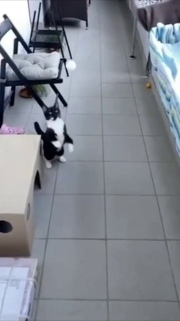 Смешные коты #116-10