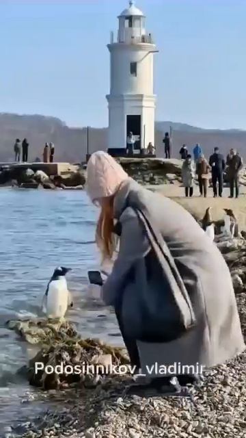 VID_20260401_215808