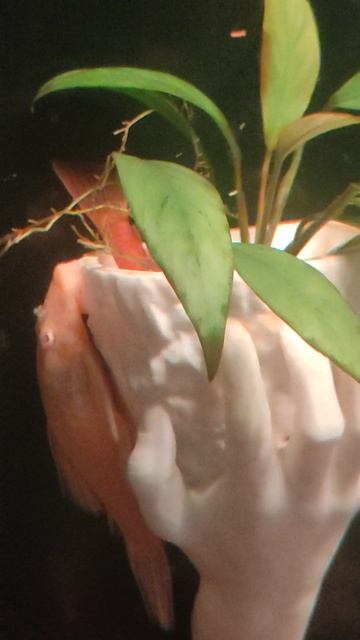 Пара сомиков нашла себе занятие