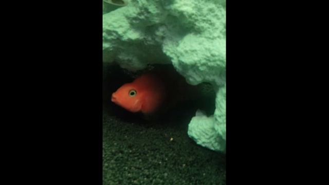 Маня строит новую нору