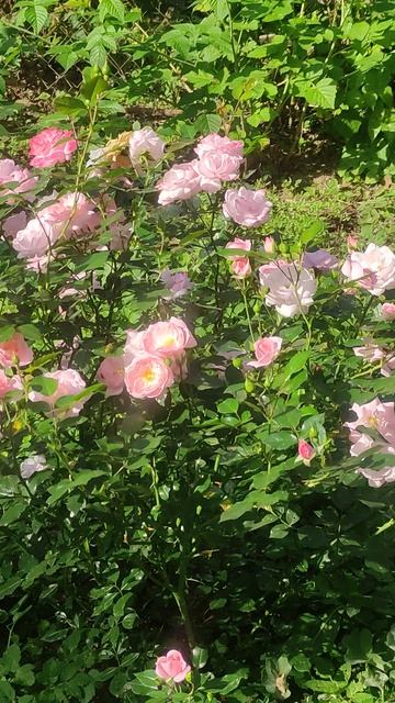 розовый куст