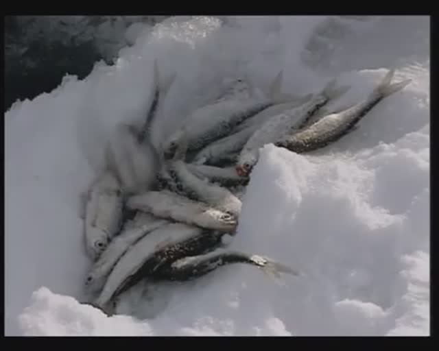 Как ловят зимой Обыкновенную уклейку — Alburnus alburnus, и какой жирности может достигать её мясо ?