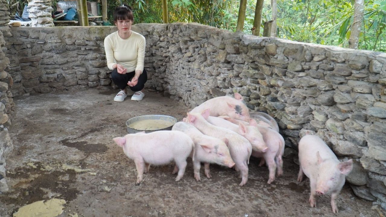 Купила свиней и перевезла их на ферму. Свиноводство, Продаю на рынке..