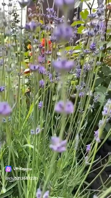 Роза Самба невероятная