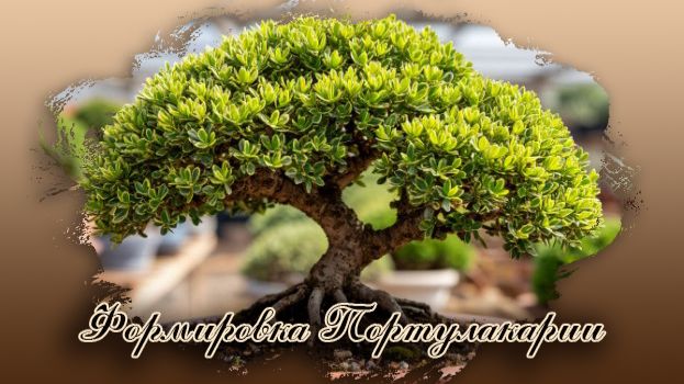 Формировка портулакарии АФРА вариегата 2 часть