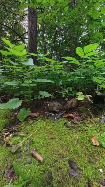 В тени высоких трав