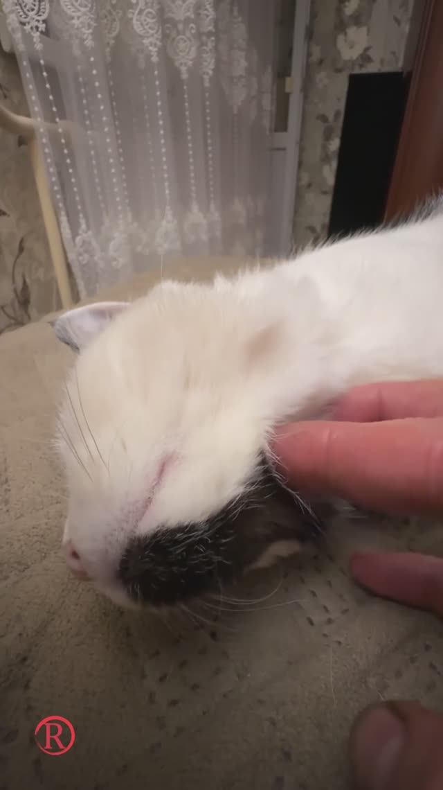 Мой личный «генератор» спокойствия 🐈🔋