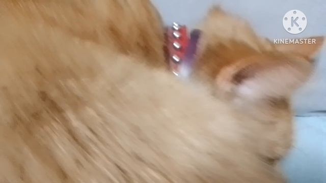 Рыжая лиса.